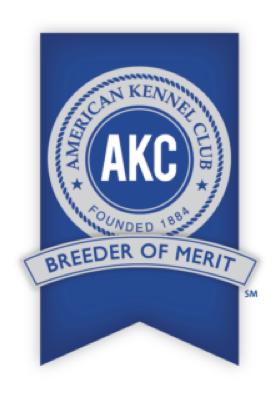 Grandvista Labrador Retrievers